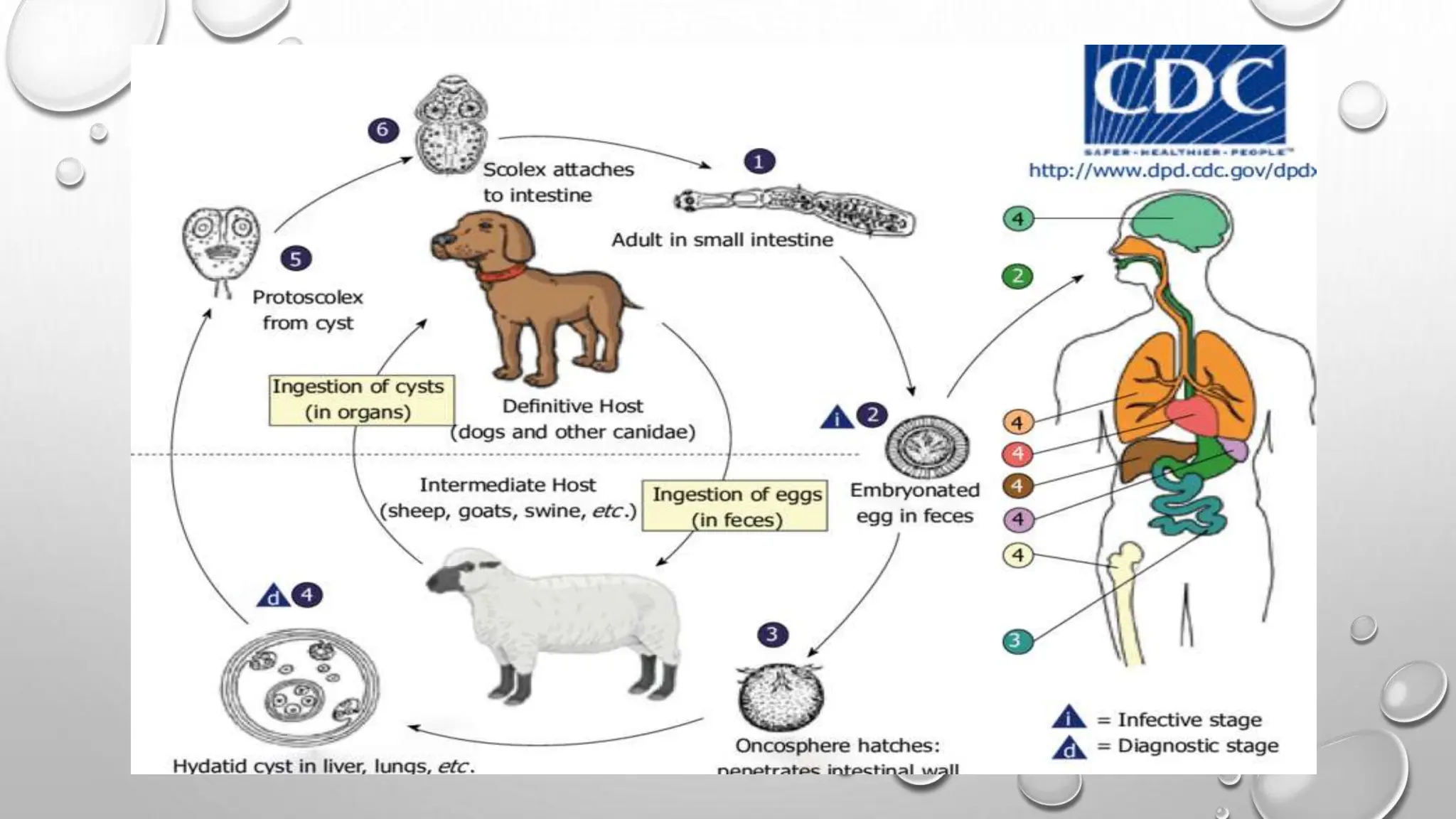 Protozoa and Helminth Parasites ppt by Dr.Prince.C.P | PPTX