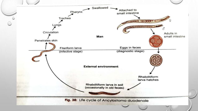 Protozoa and Helminth Parasites ppt by Dr.Prince.C.P | PPTX | Digestive ...