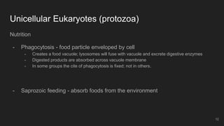 Protozoa | PPTX