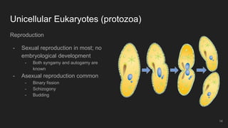 Protozoa | PPT