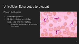 Protozoa | PPT