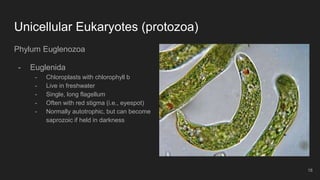 Protozoa | PPT
