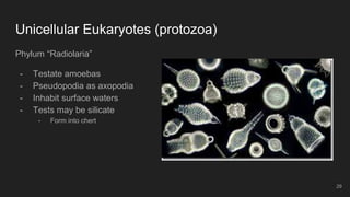 Protozoa | PPT