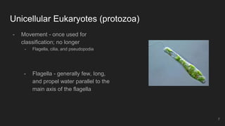 Protozoa | PPT
