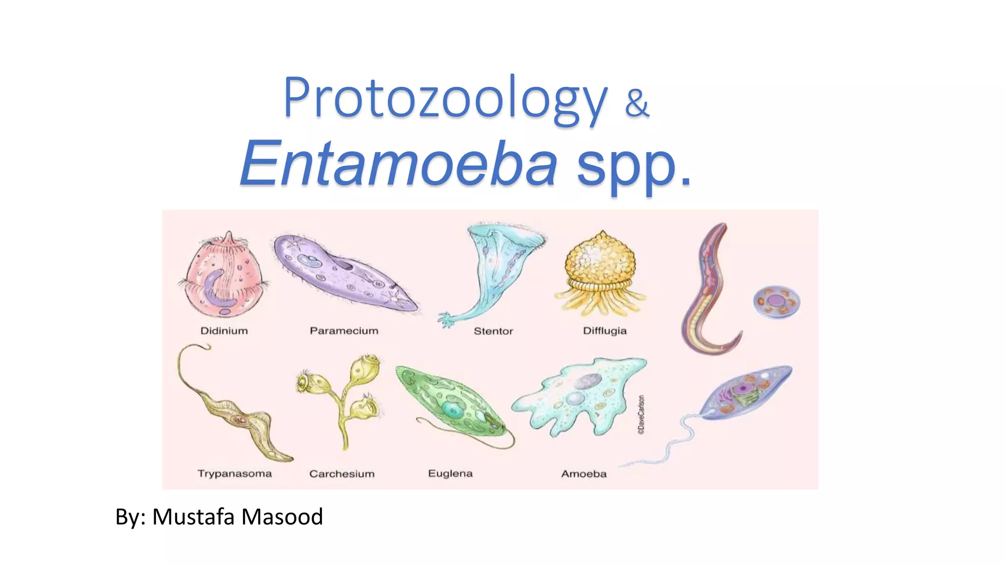 Protozoa and Entamoeba histolytica | PPTX