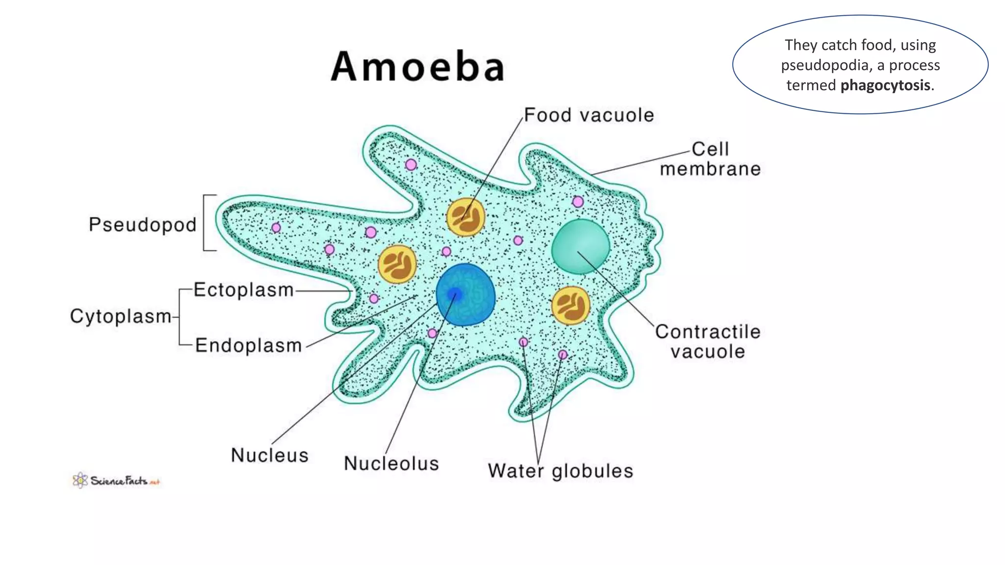 Protozoa and Entamoeba histolytica | PPTX