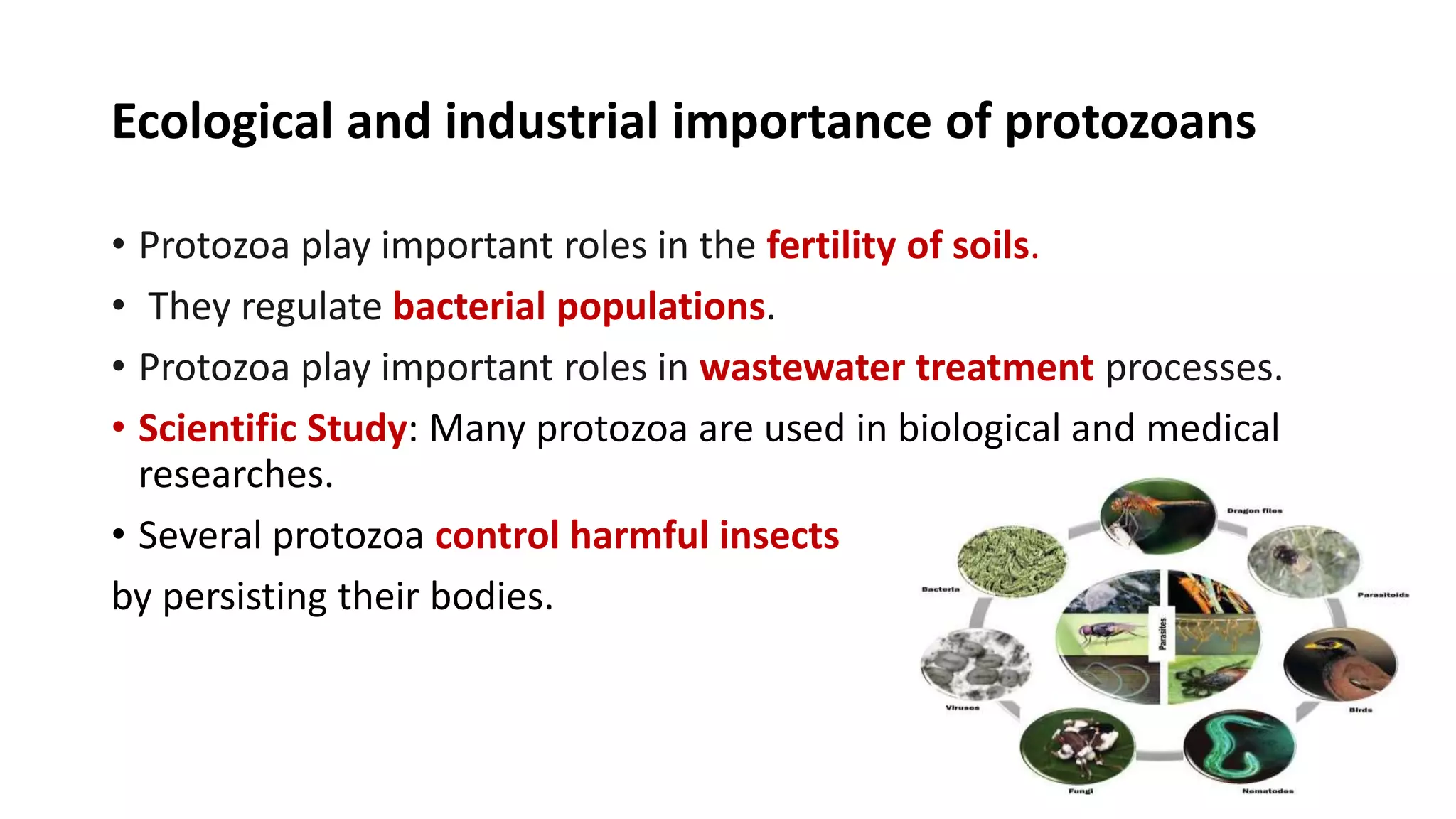 Protozoa and Entamoeba histolytica | PPTX