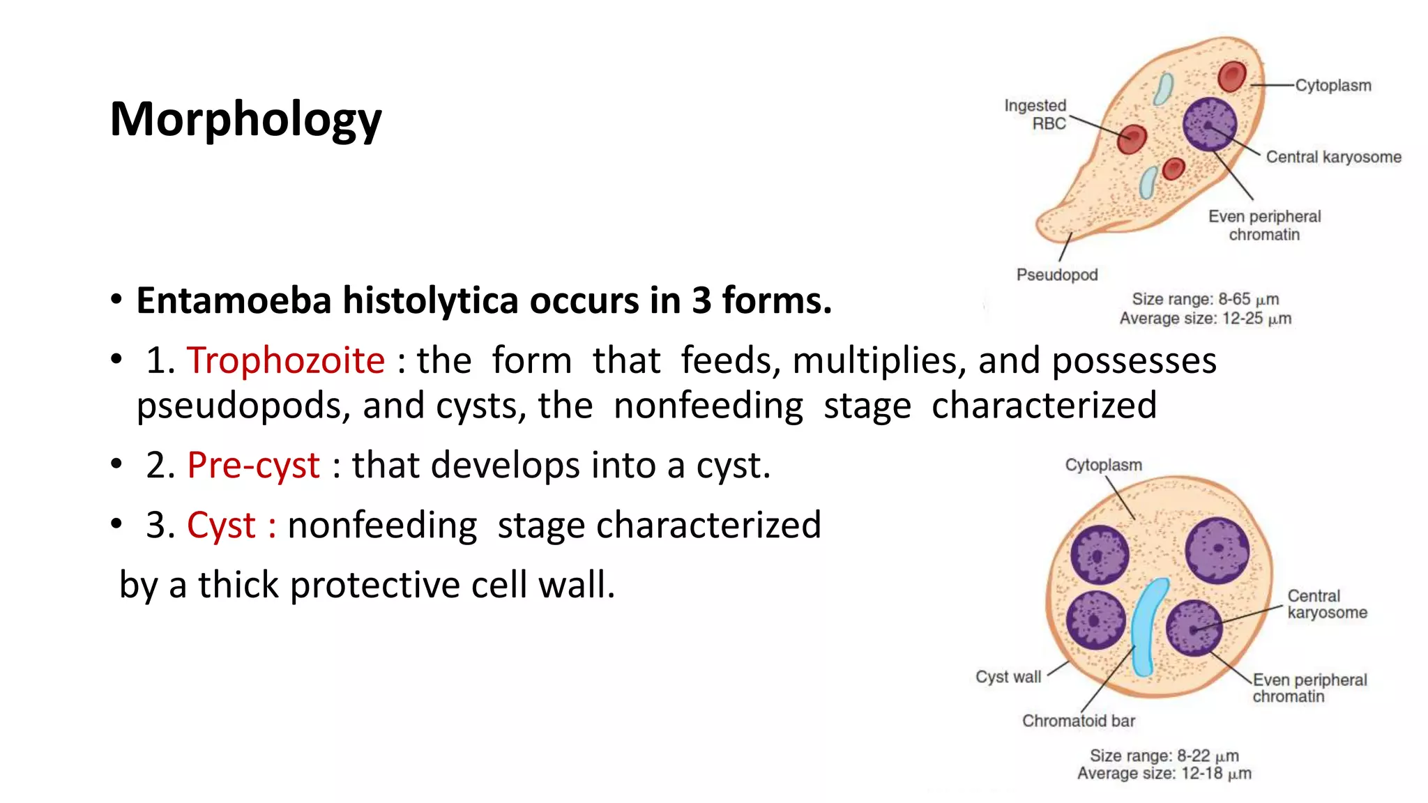 Protozoa and Entamoeba histolytica | PPTX