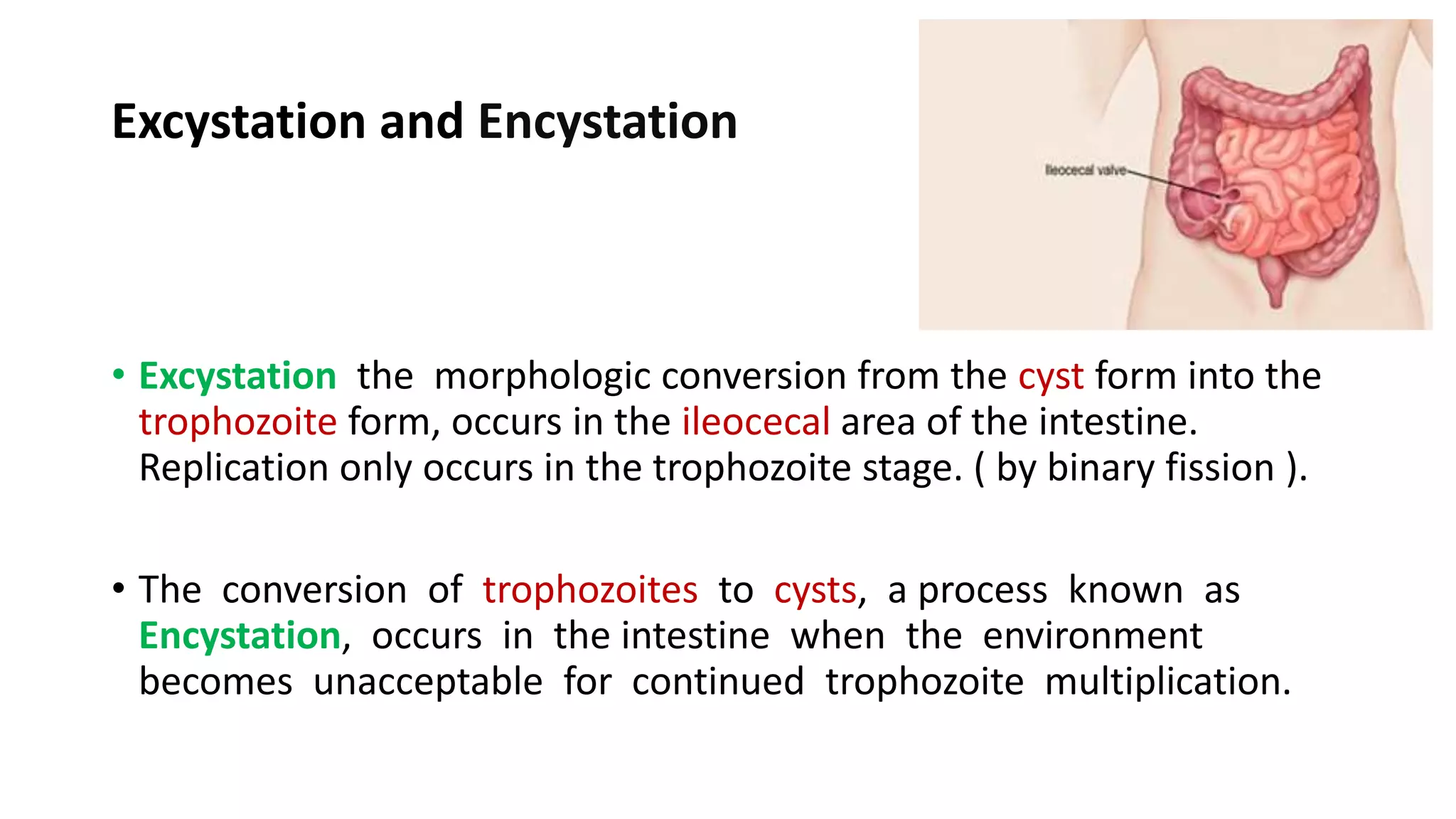 Protozoa and Entamoeba histolytica | PPTX
