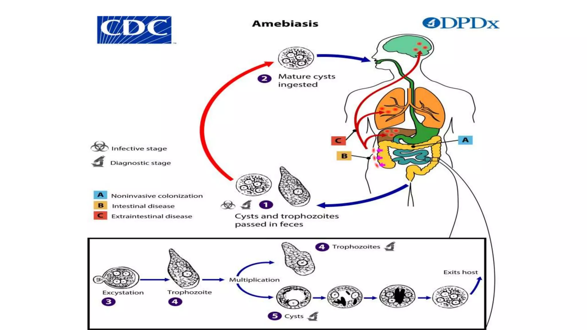 Protozoa and Entamoeba histolytica | PPTX