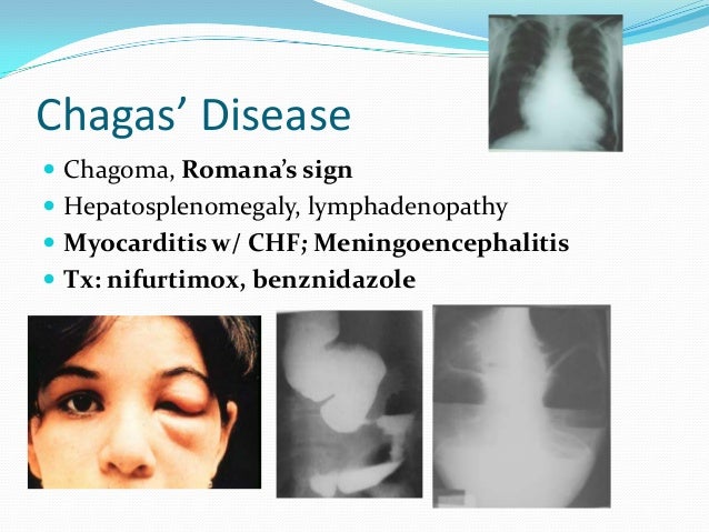 Microbiology: Protozoa flashcards