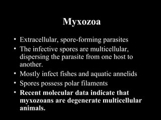 Protozoa iii | PPT