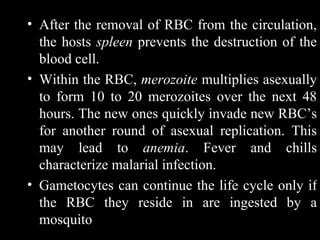 Protozoa iii | PPT | Free Download