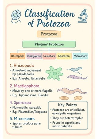 Protozoa in detail with examples and diagrams and some of flowcharts | PDF