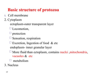 protozoa intro.pptaksum university's com | PPT