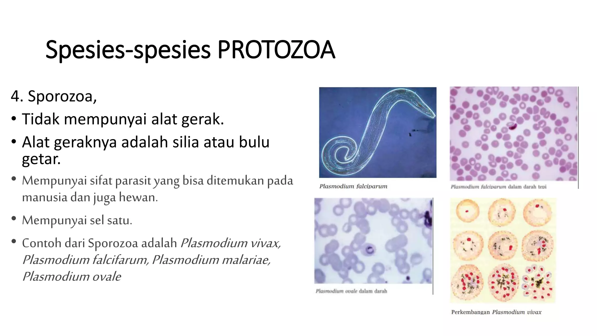 PROTOZOA kel.5.pptx
