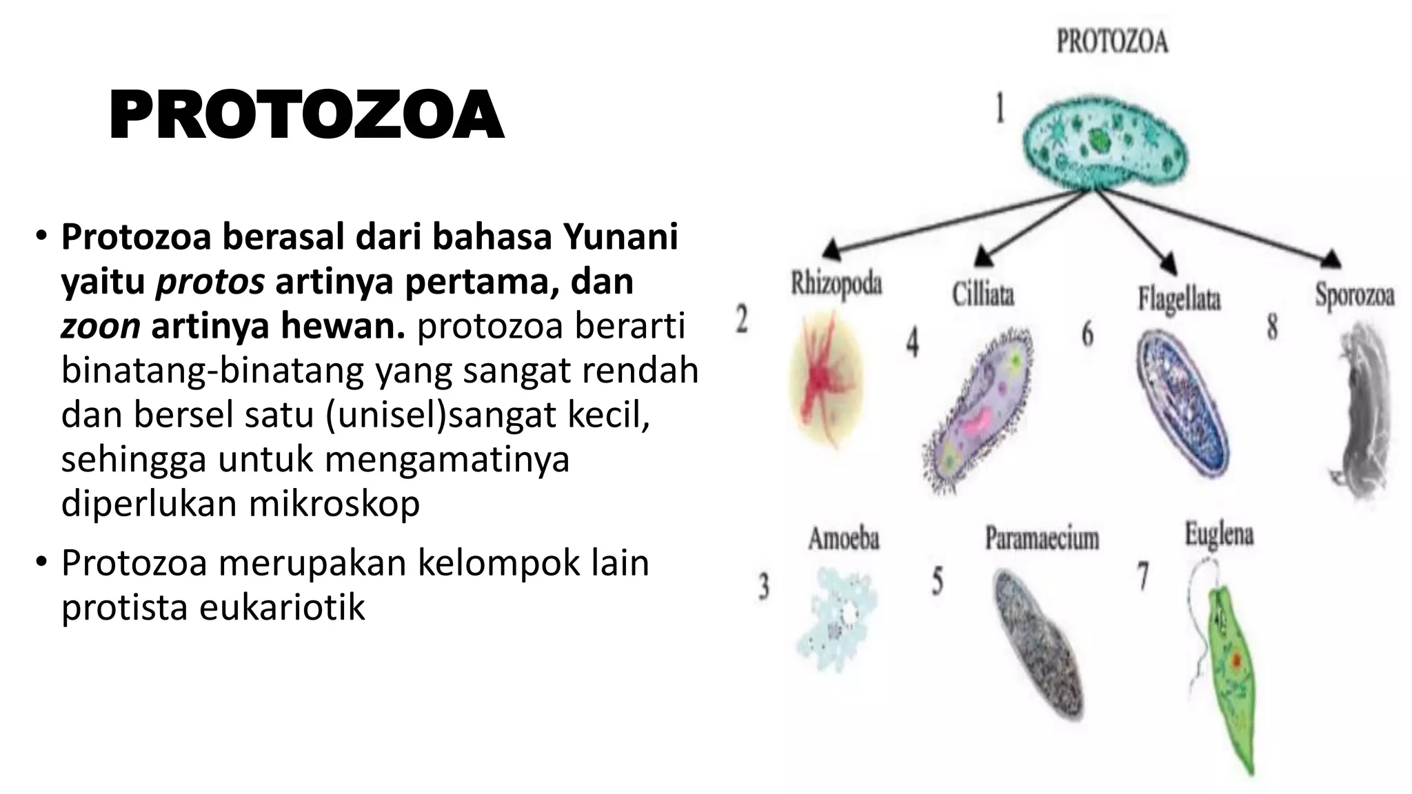 PROTOZOA kel.5.pptx
