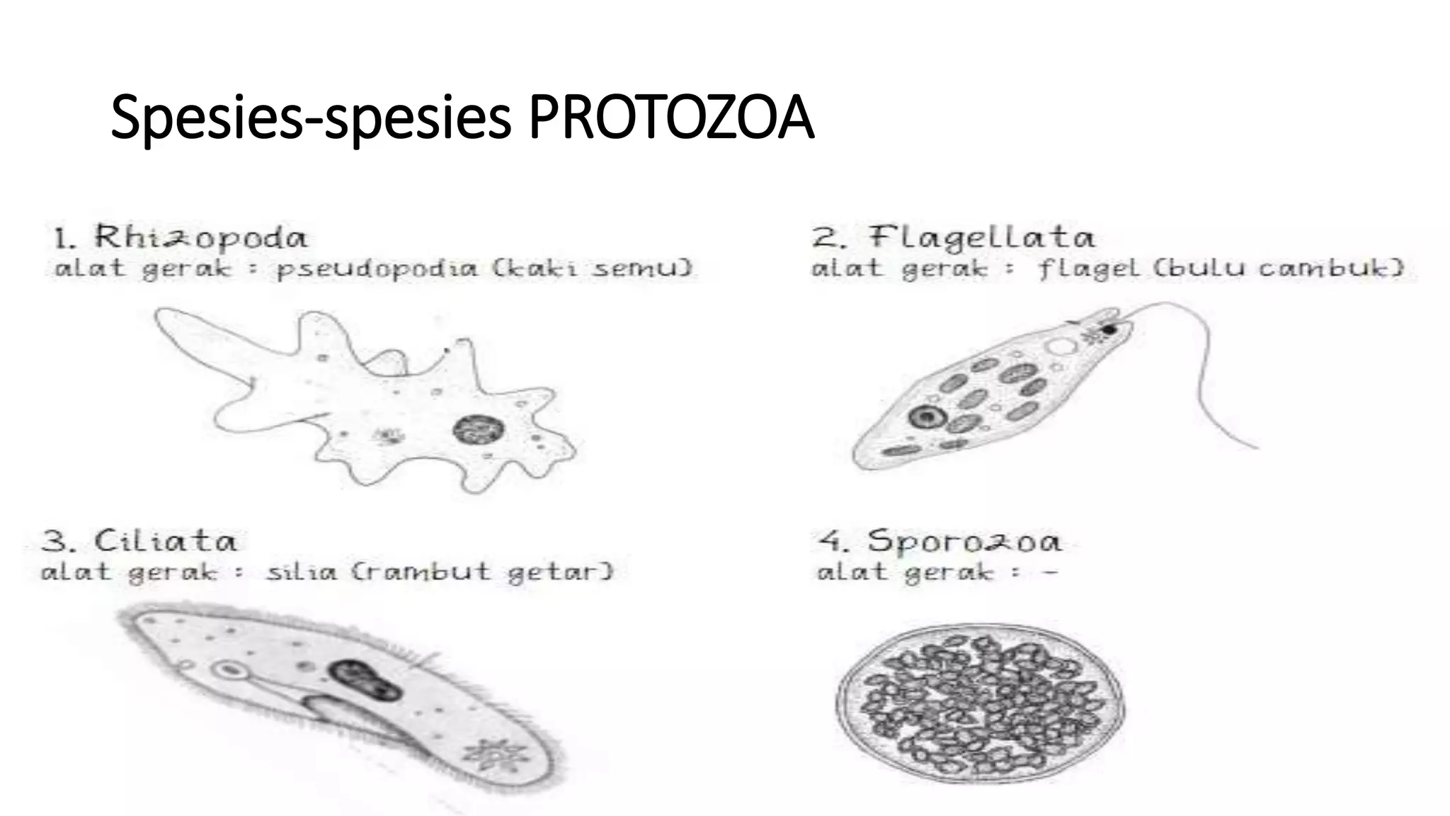 PROTOZOA kel.5.pptx