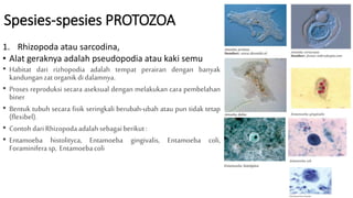PROTOZOA kel.5.pptx