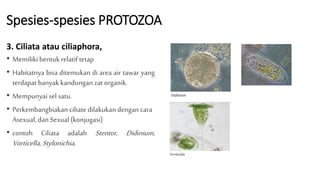 PROTOZOA kel.5.pptx