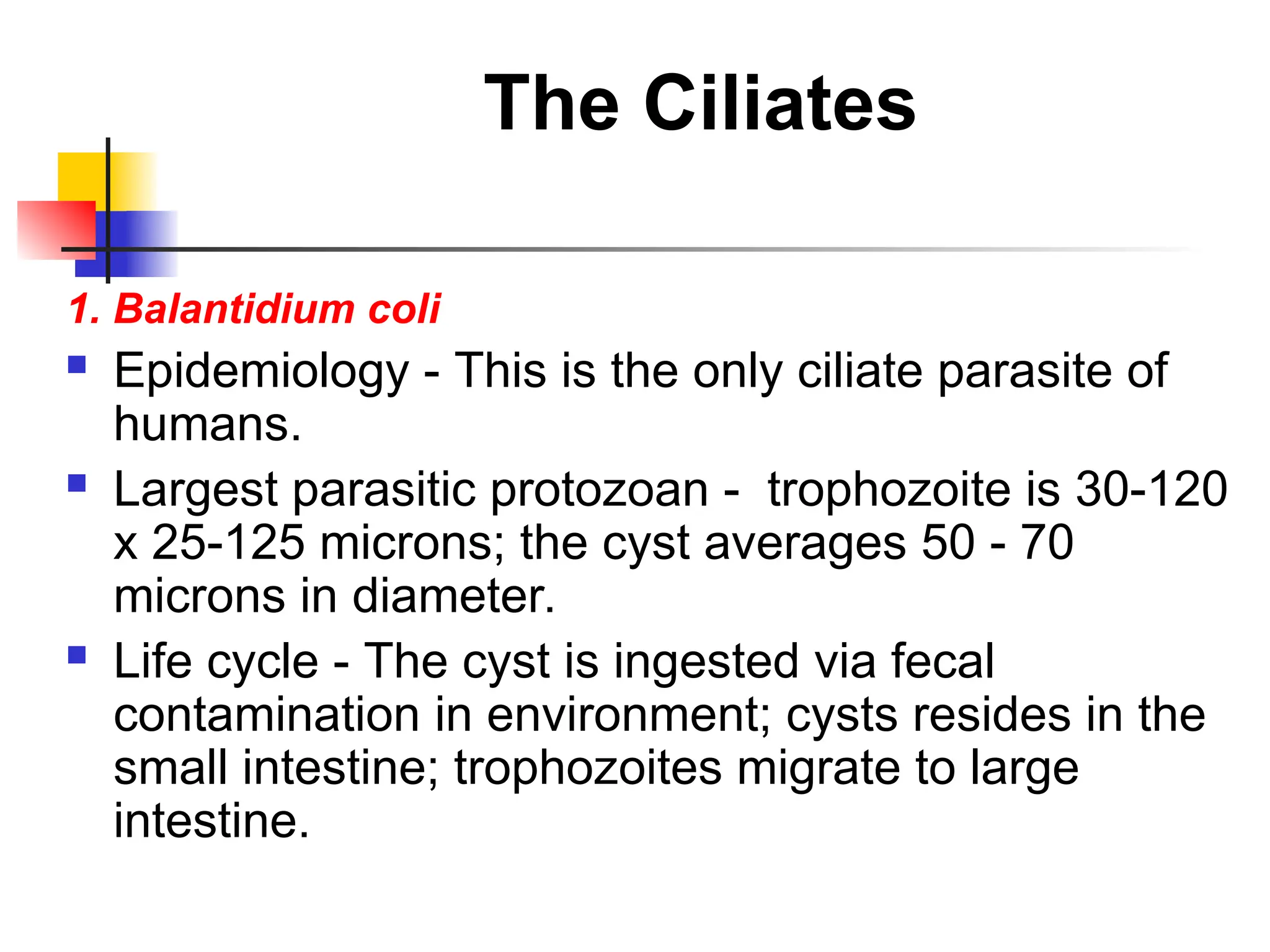 Protozoa Lecture Notes.ppt presentation | PPT