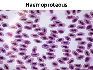 Protozoalogy Slides | PPT