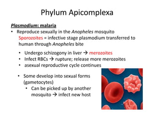 7 - Protozoal Pathogens | PPTX | Infectious Diseases | Diseases and ...