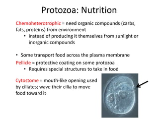 7 - Protozoal Pathogens | PPTX | Infectious Diseases | Diseases and ...