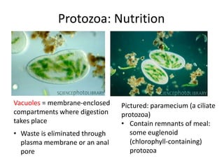 7 - Protozoal Pathogens | PPTX | Infectious Diseases | Diseases and ...