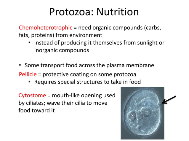 7 - Protozoal Pathogens