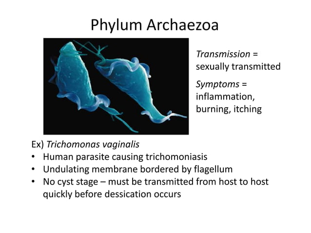 7 - Protozoal Pathogens