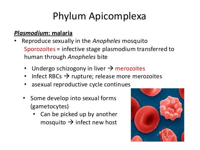 7 - Protozoal Pathogens