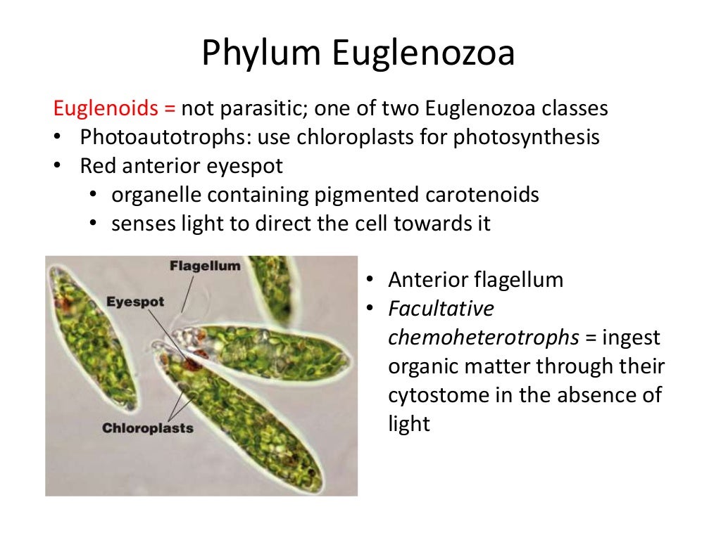 7 - Protozoal Pathogens