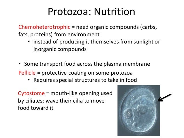 7 - Protozoal Pathogens