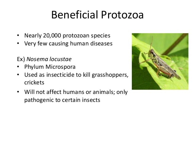 7 - Protozoal Pathogens