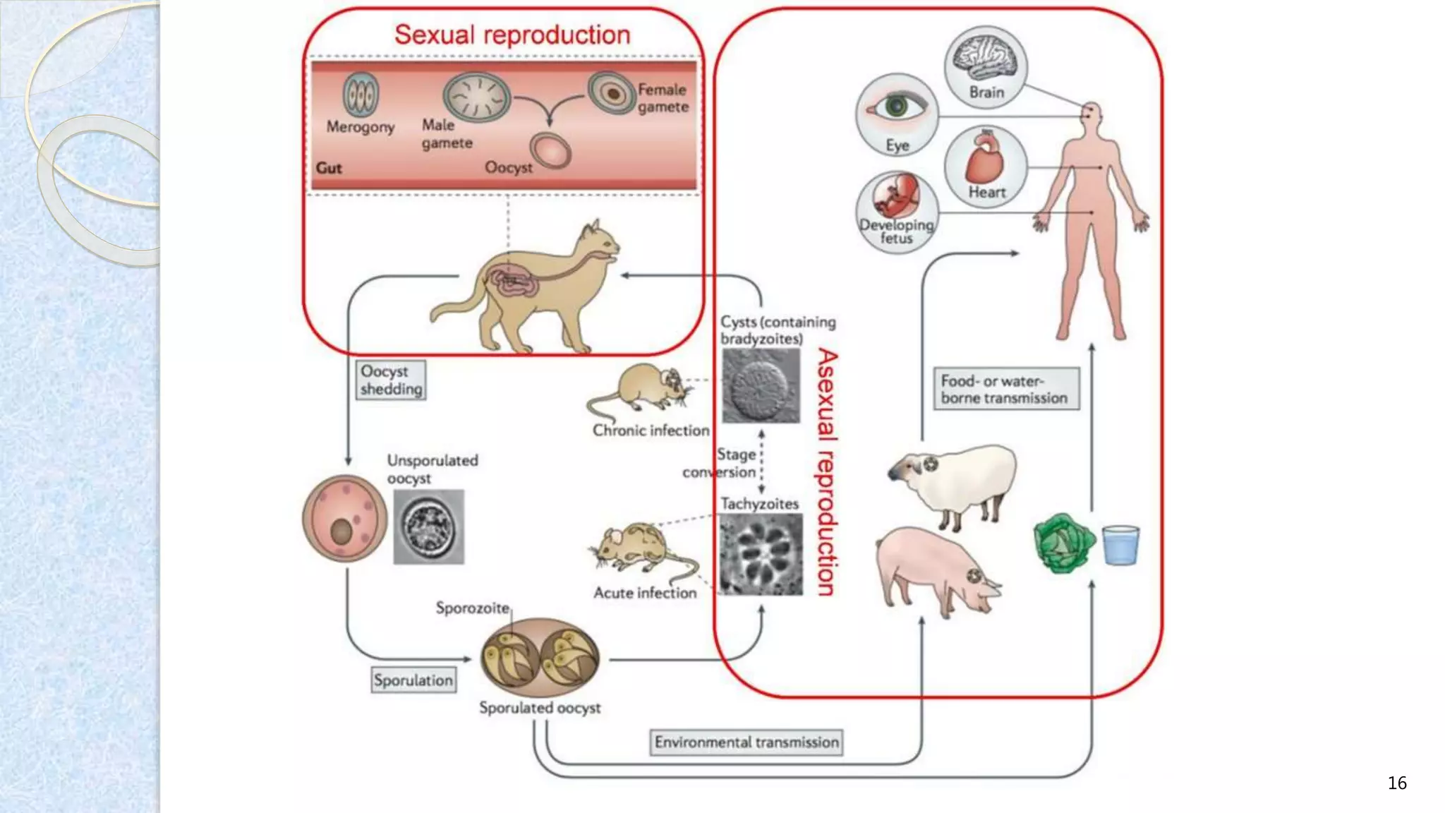 Protozoal uveitis- toxoplasmosis | PPTX | Eye and Vision Conditions ...