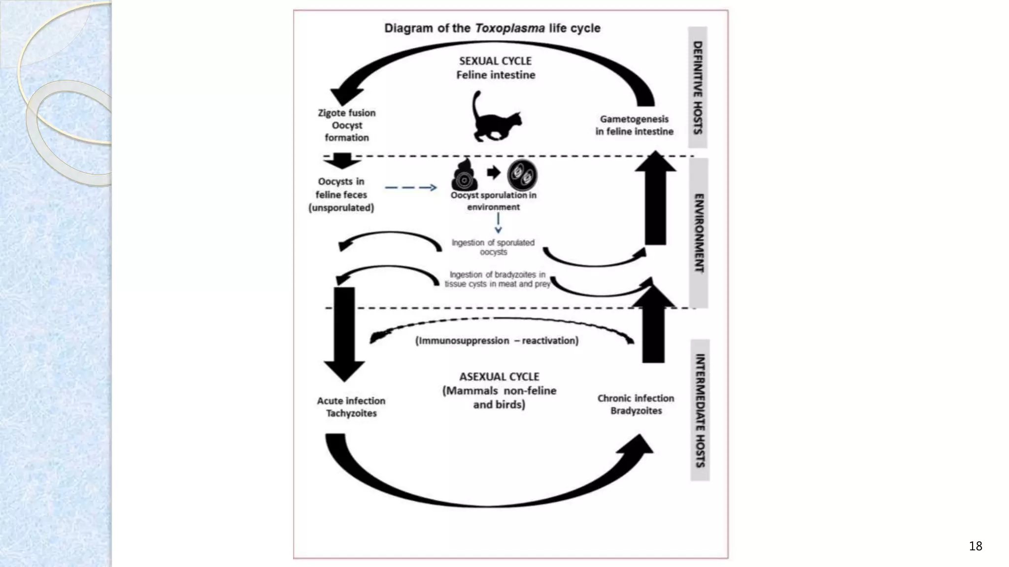 Protozoal uveitis- toxoplasmosis | PPTX | Eye and Vision Conditions ...