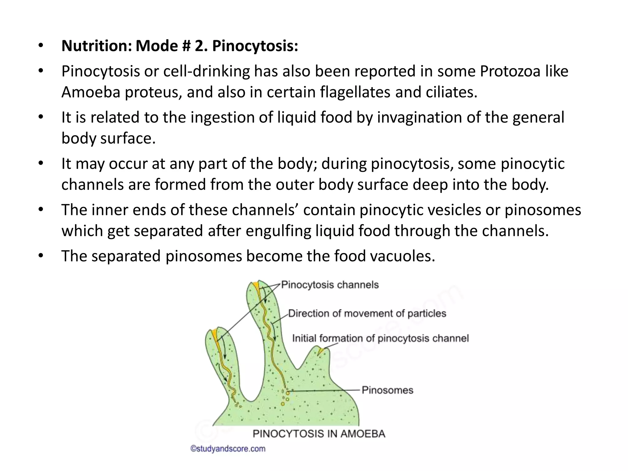 Protozoa msc 1.pptx