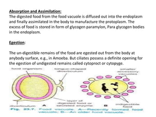 Protozoa msc 1.pptx