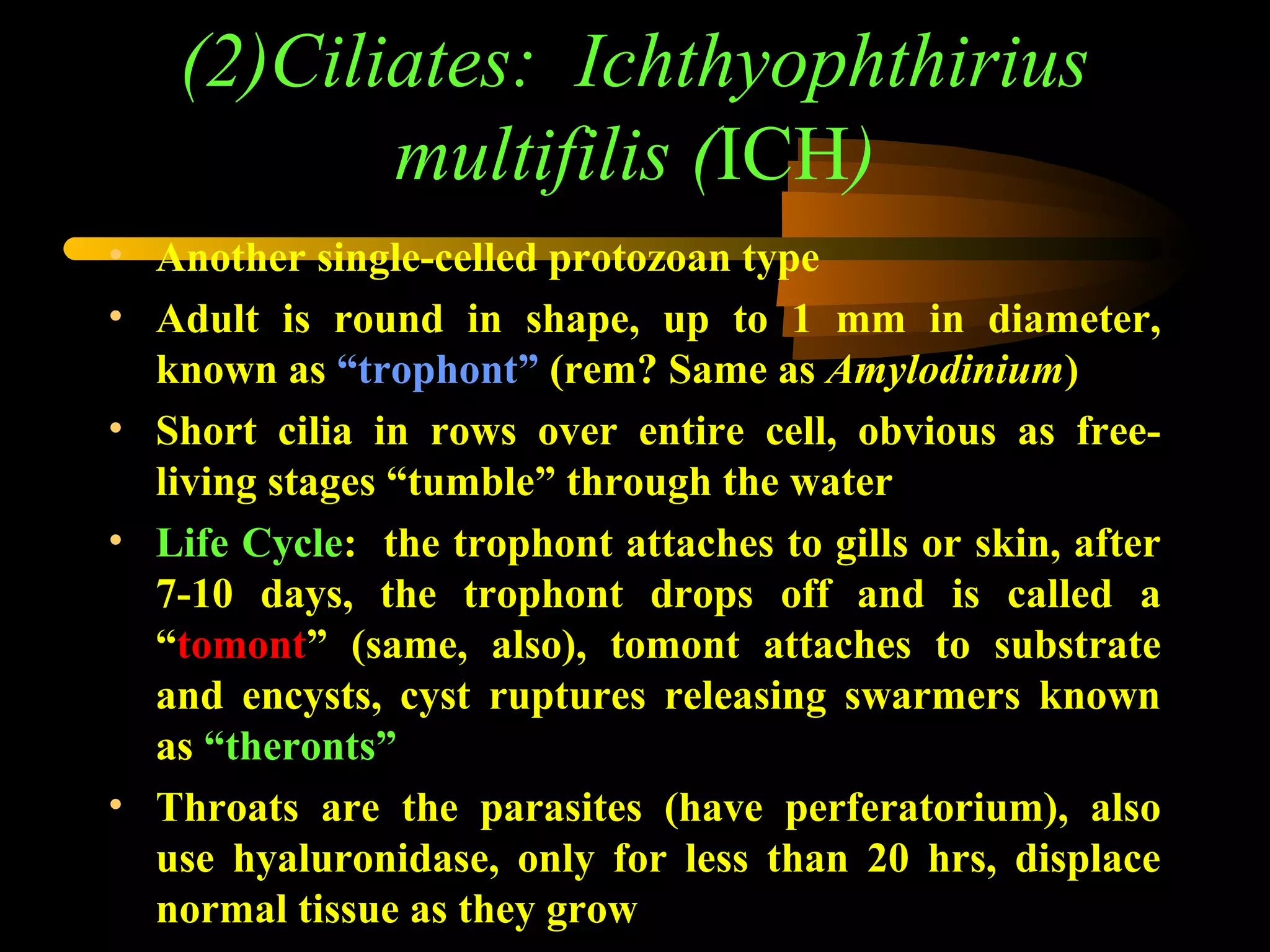 Protozoan disease | PPT