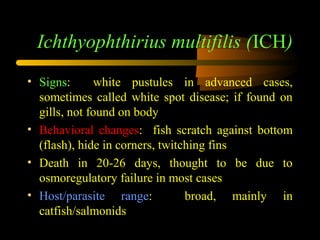 Protozoan disease | PPT