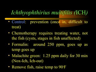 Protozoan disease | PPT