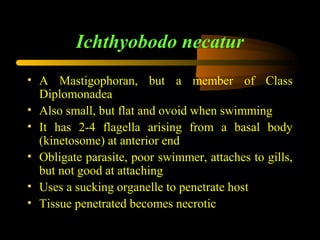 Protozoan disease | PPT