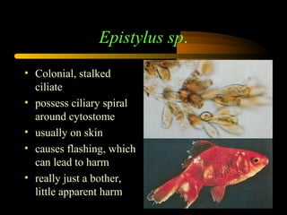 Protozoan Parasites In Fish