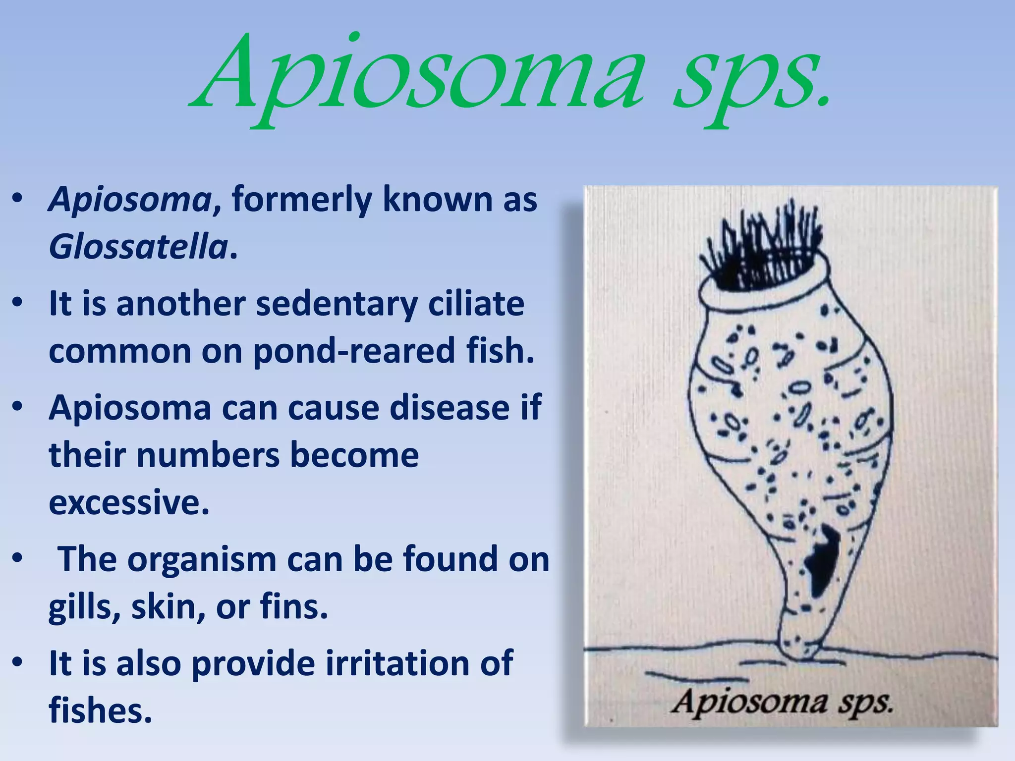 Protozoan disease of fishes | PPTX