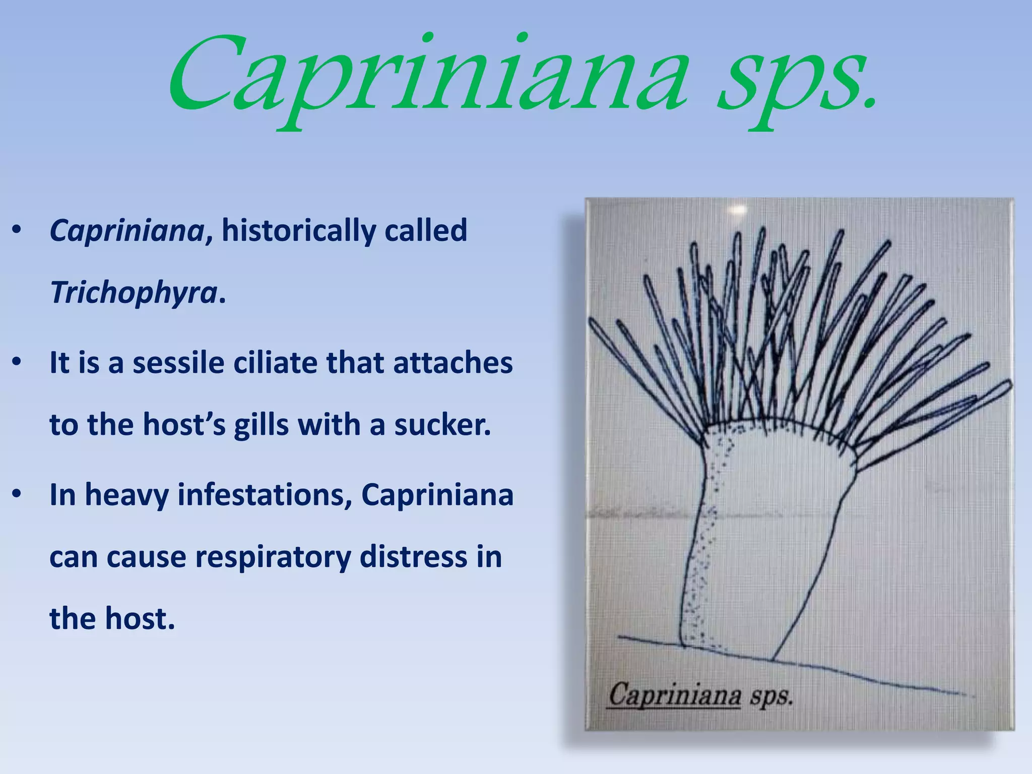 Protozoan disease of fishes | PPTX