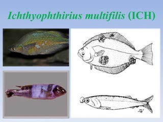 Protozoan disease of fishes | PPTX