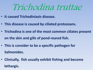 Protozoan disease of fishes | PPTX