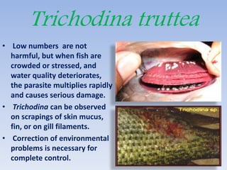 Protozoan disease of fishes | PPTX