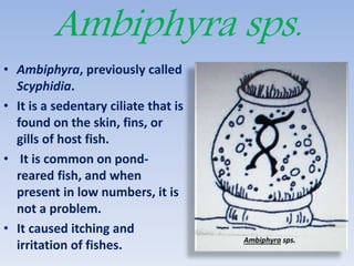 Protozoan disease of fishes | PPTX